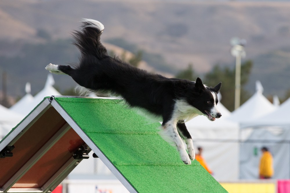 Fun And Fitness Unleashed: The Ultimate Guide To Dog Agility Training ...