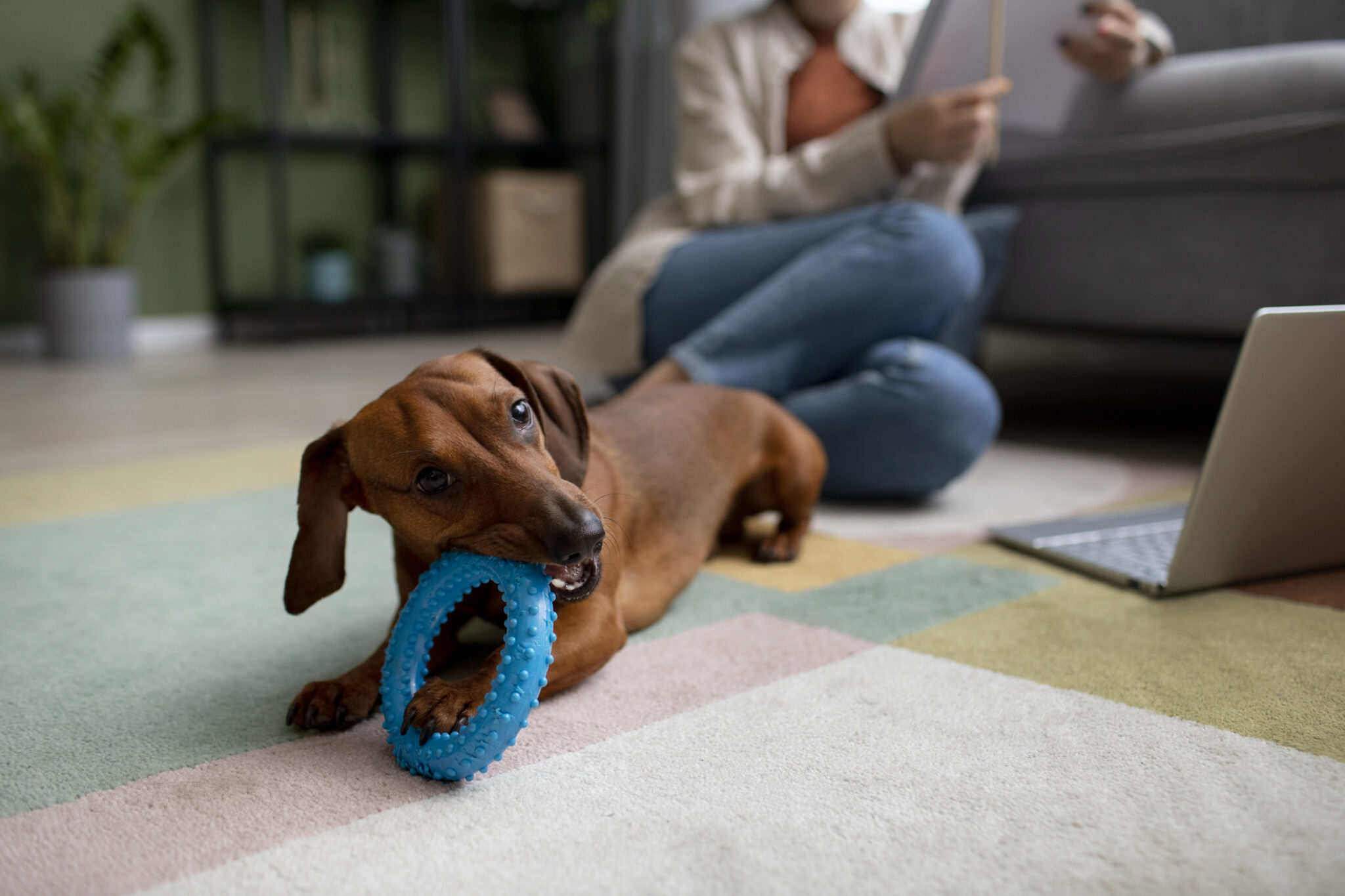 DIY Mental Stimulation Games For Dogs At Home | Off Leash K9 Training, LLC