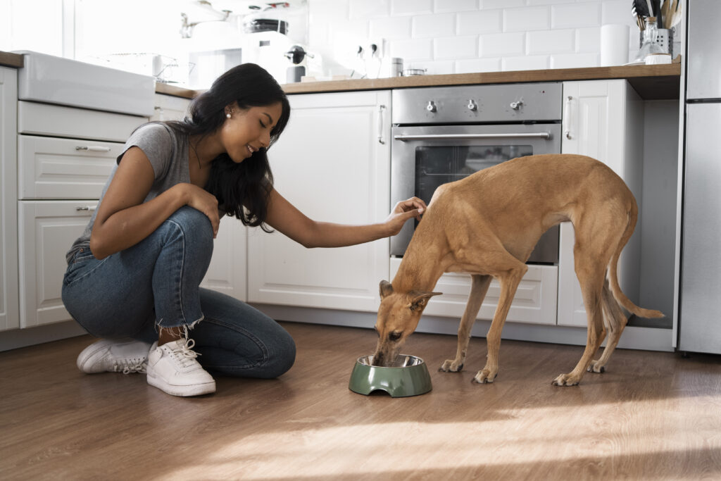 Enhancing Your Dog's Dining Experience: A Guide To Setting Up The ...