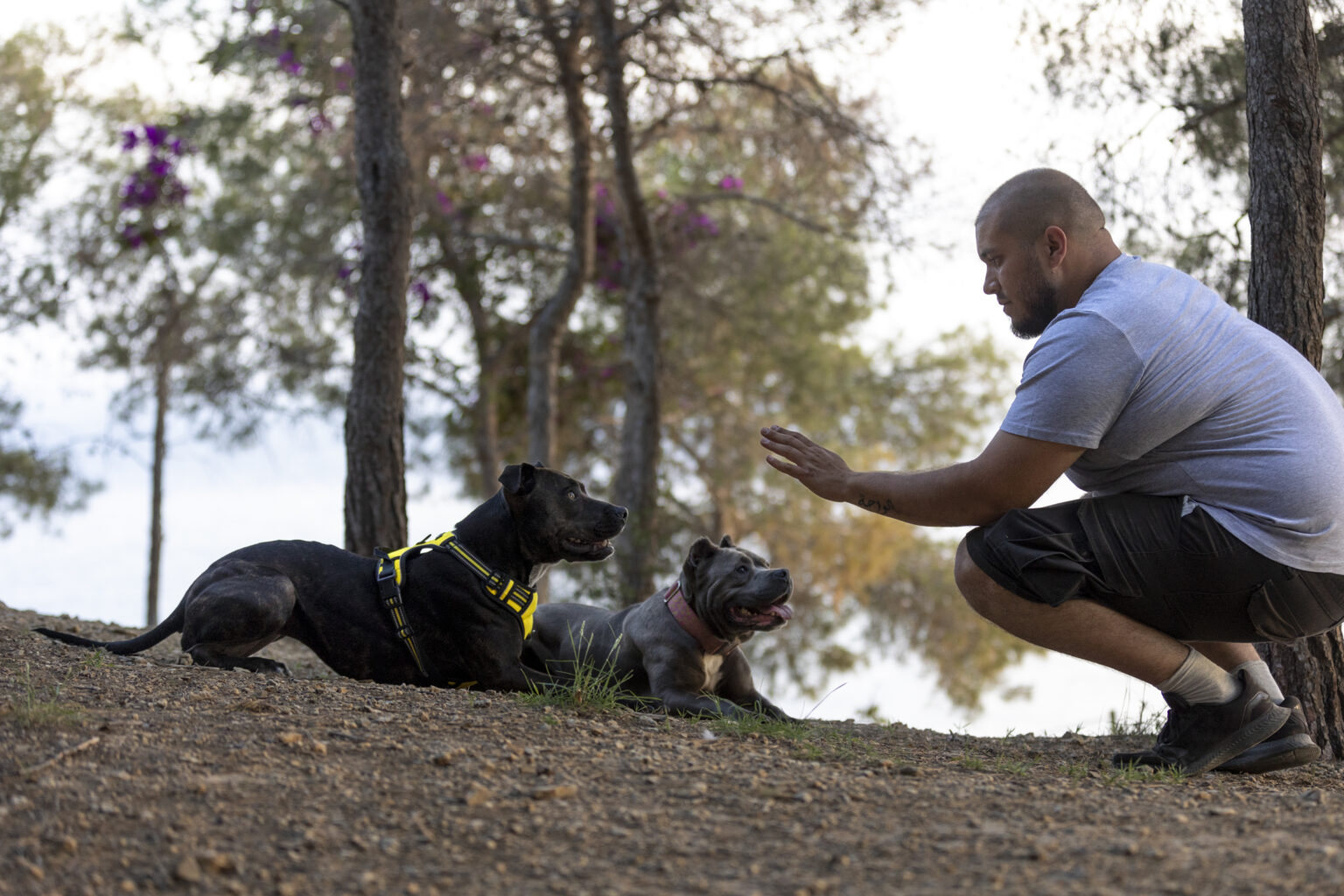 The Impact Of Training On Dog Mental Health: How Positive Reinforcement ...