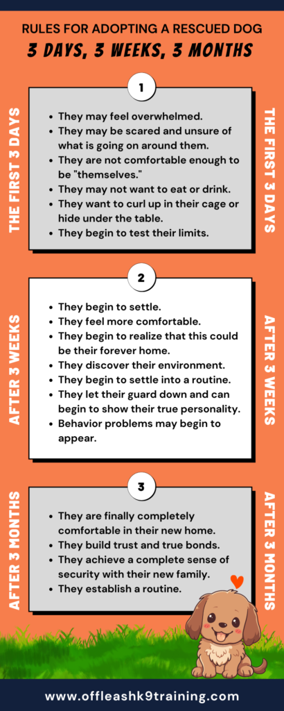 How To Train A Rescue Dog: Essential Tips For Success