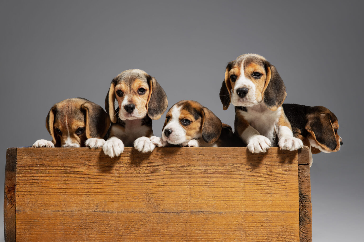 Find Your Perfect Dog Breed: Take The Interactive Quiz To Match Your ...