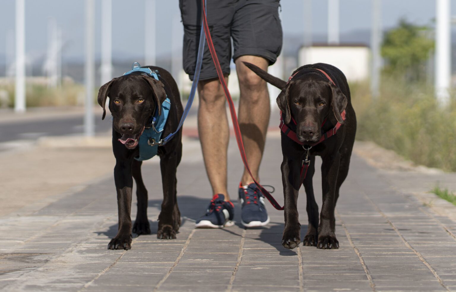 Dog Training Sessions Per Day: Structuring A Productive Routine For Success
