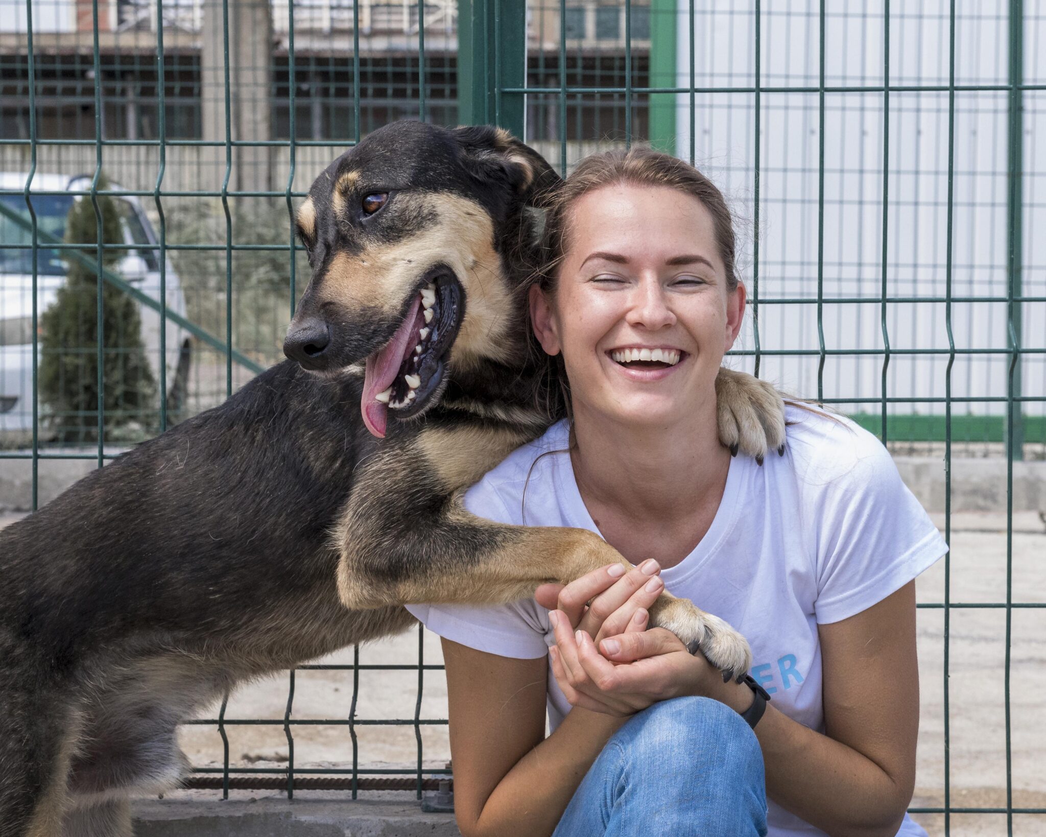 How To Train A Rescue Dog: Essential Tips For Success