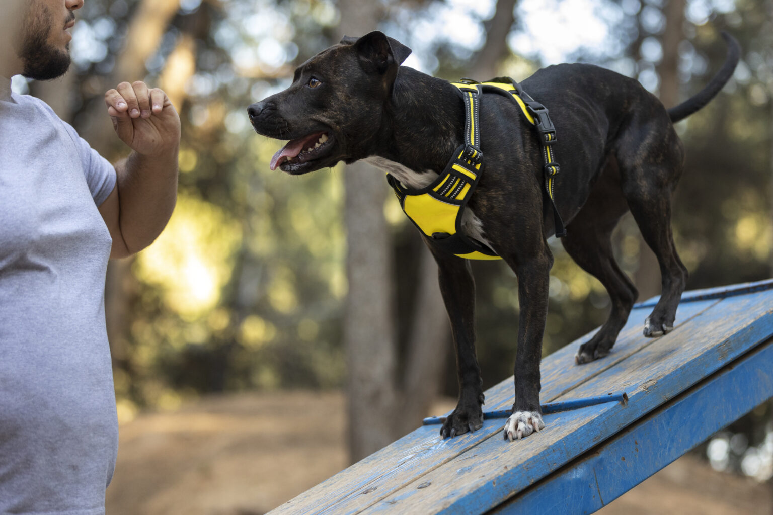 Training Service Dogs: Understanding Breed Suitability And Special ...