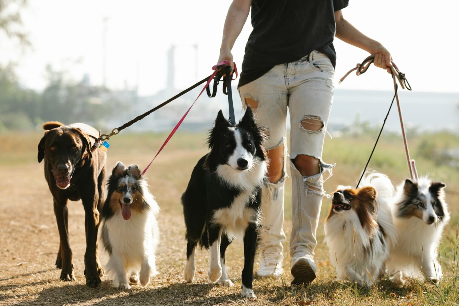 Top Obedience Schools For Dogs Near Me | Off Leash K9 Training, LLC