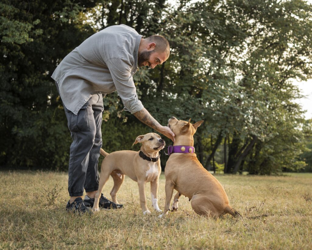 Board And Train Programs For Aggressive Dogs: What To Expect