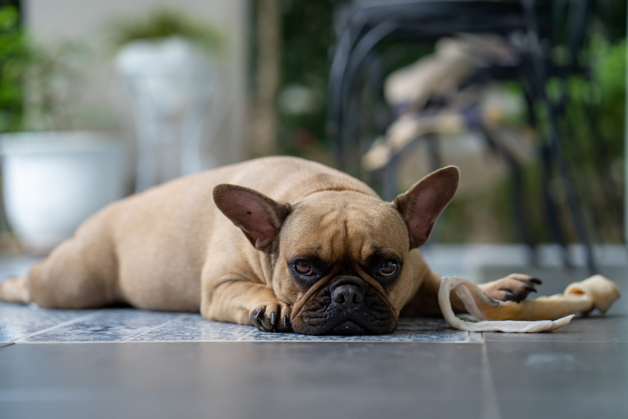 The Importance Of Breaks During Dog Training Sessions: Avoiding Burnout