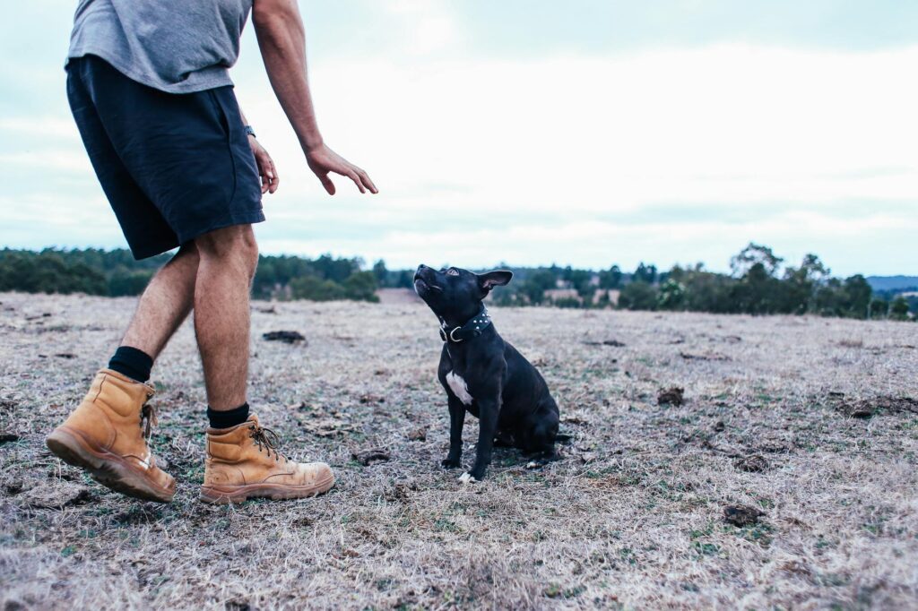 Top 10 Obedience Schools Near You | Off Leash K9 Training, LLC