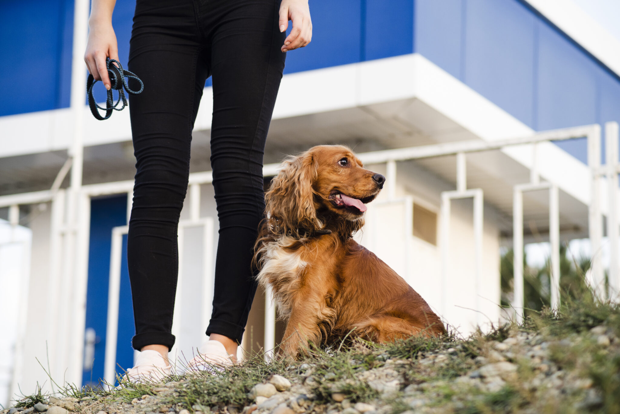 E-Collar Recall Training: Building Reliability And Trust With Your Dog