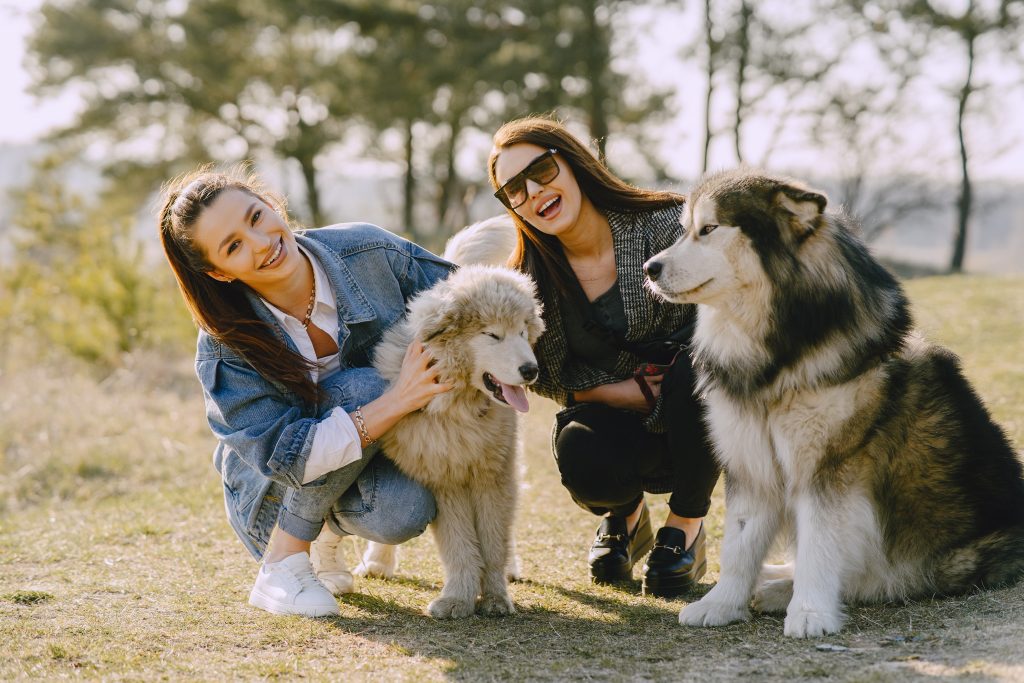 Training Multiple Dogs At Once: How It Strengthens Pack Behavior And ...