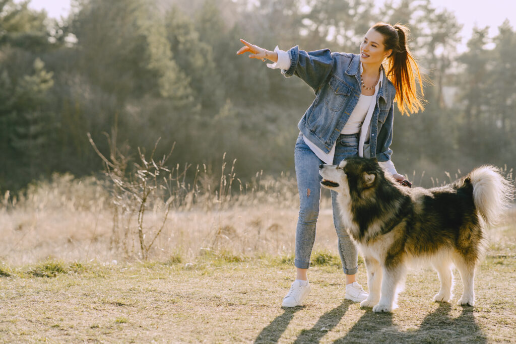 When To Add Duration, Distance, Or Distractions In Dog Training: Timing ...