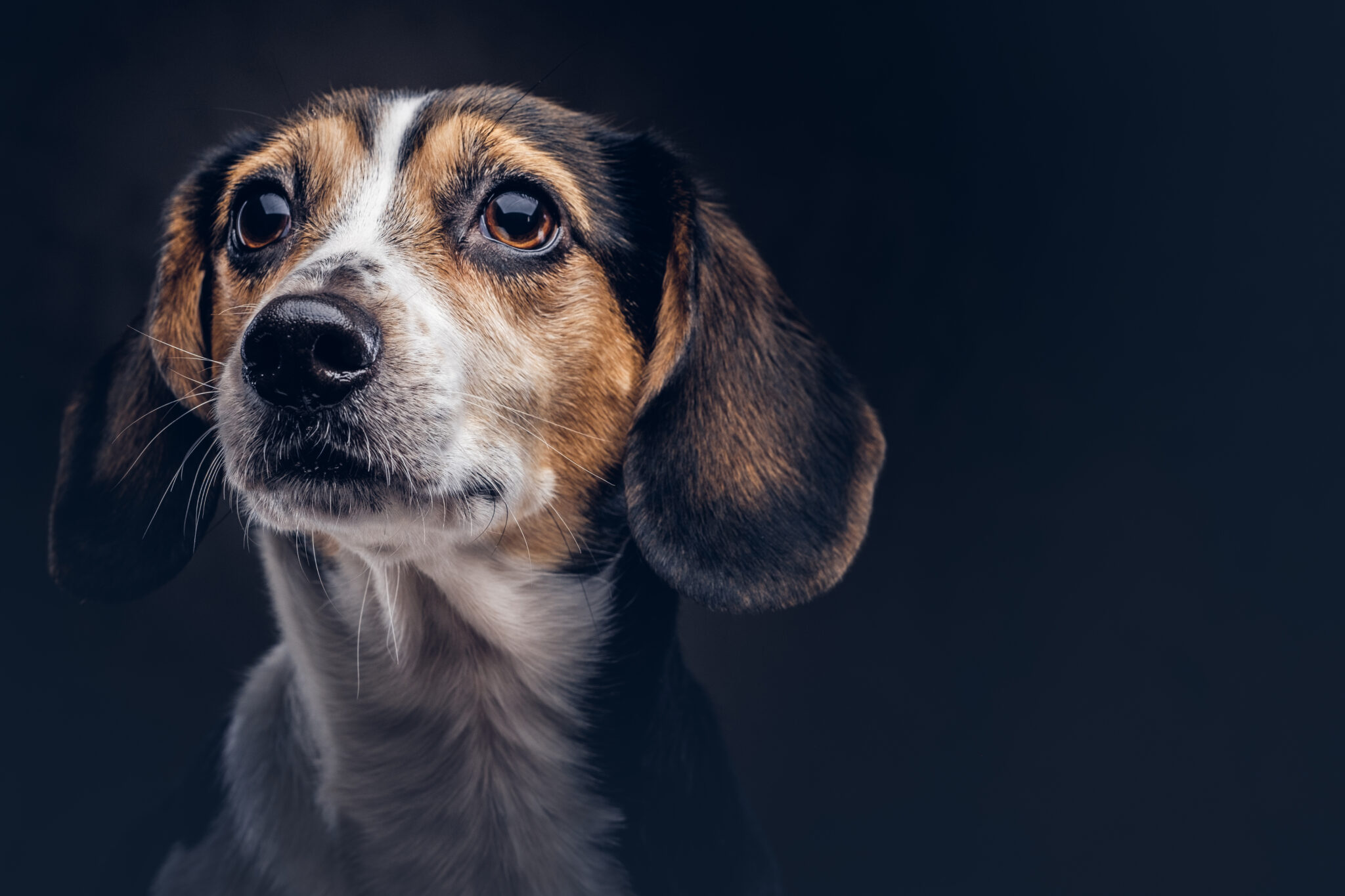 Can Dogs Get Depressed? Dog Depression Signs You Shouldn't Ignore